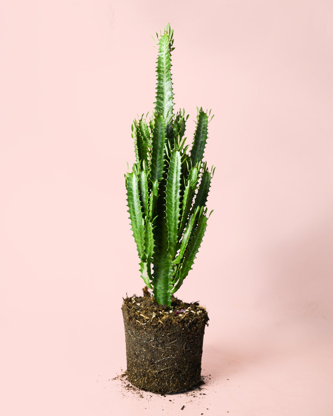 Euphorbia Trigona Verde | Cactus Naturales Exterior | Pur Plant | Leroy ...