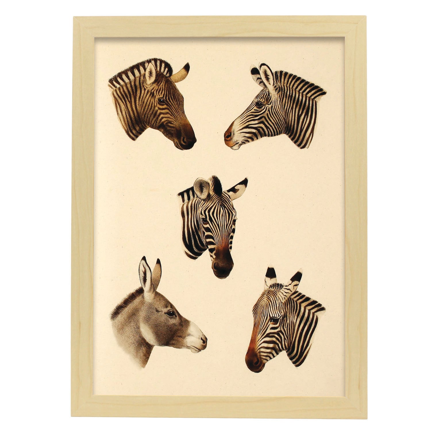 Nacnic Póster De Cebra Colección De Animales Vintage Cuadros ...