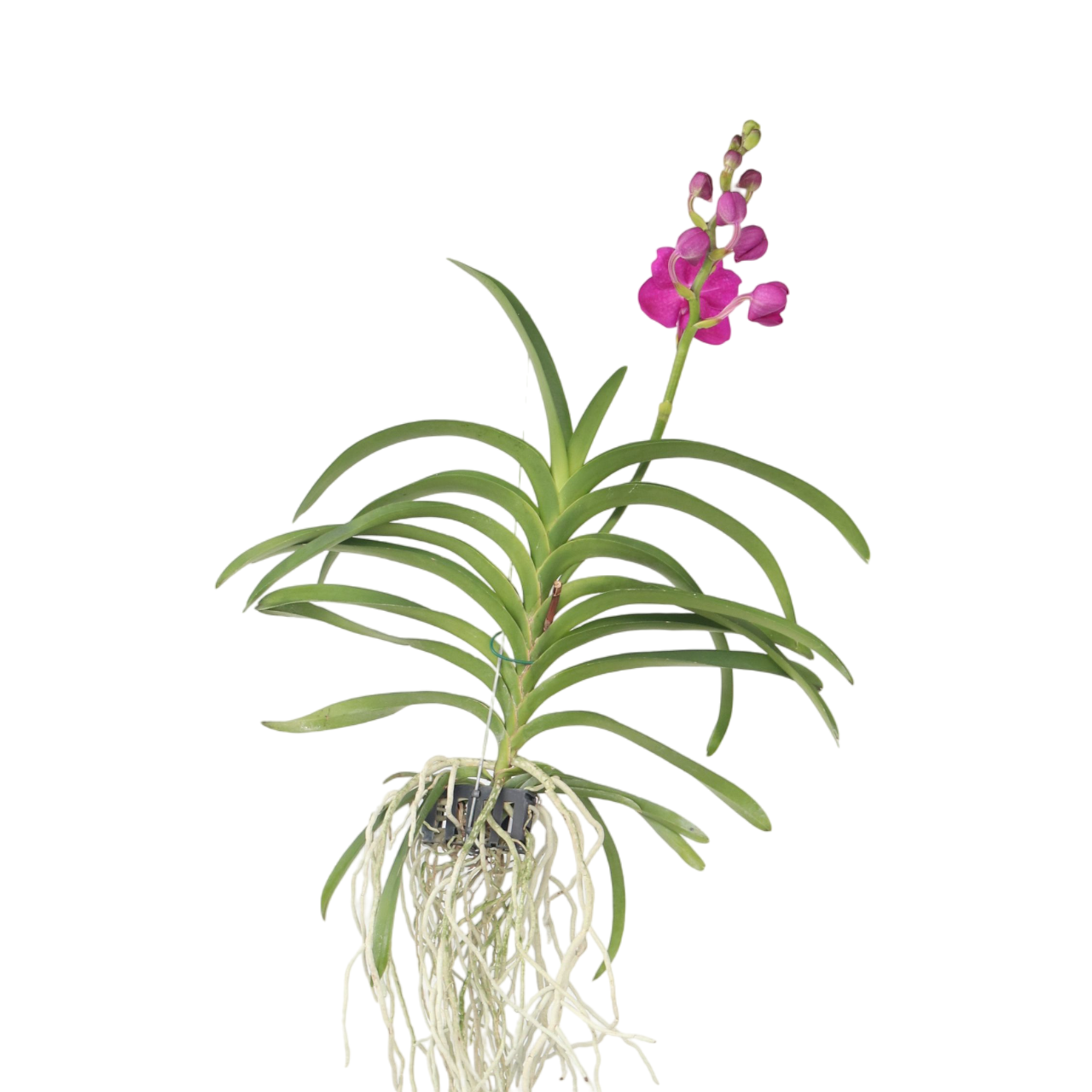 Orquídea Vanda - Vanda 'Pink' - Altura 55-65cm | Leroy Merlin