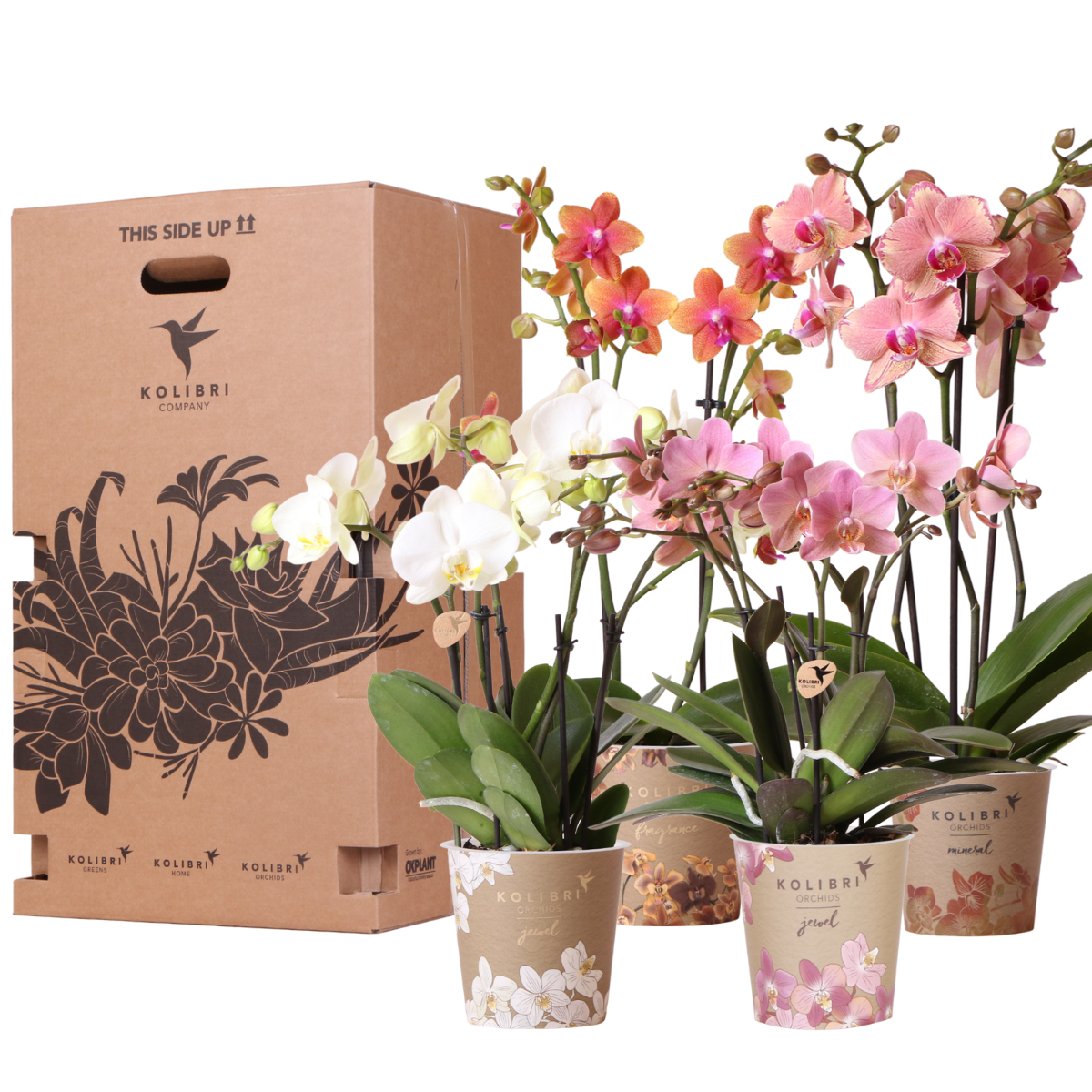Kolibri Orchidee a sorpresa Scatola Mix Pianta Vantaggio Scatola a ...