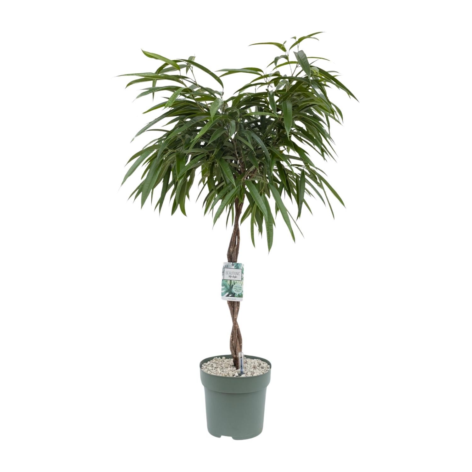Plante Ficus Mahori - Diamètre 27cm, Hauteur 120cm– MOSELOTA Green ...
