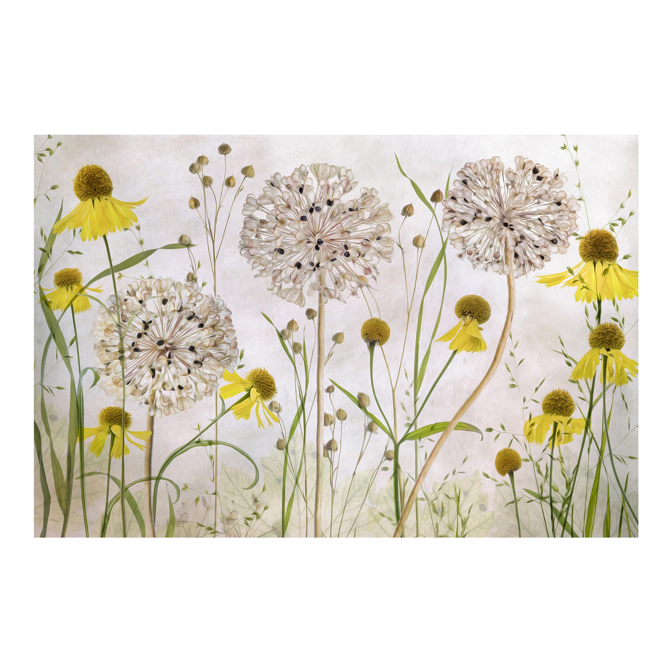 Papier peint panoramique fleurs fleuri d'Allium et d'Helenium vintage ...