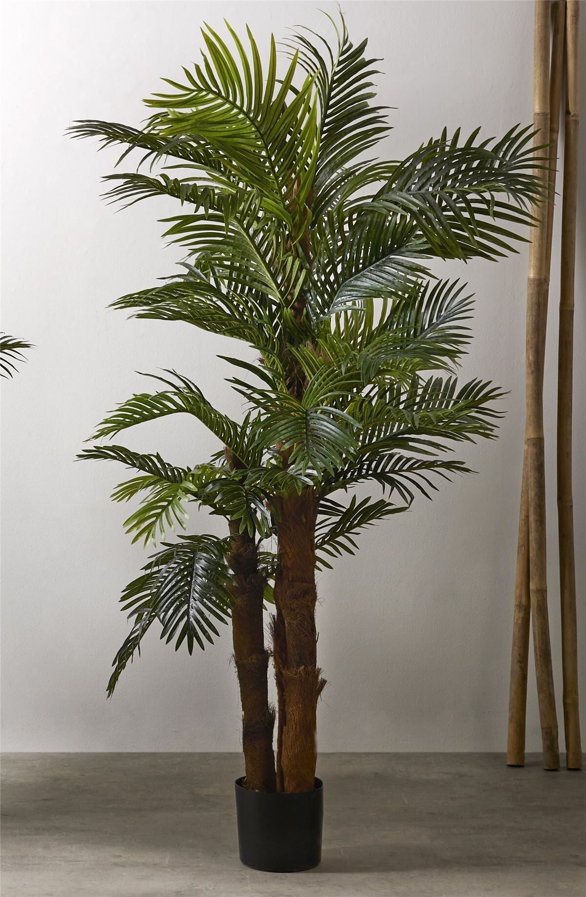 Pianta di Kentia verde 50x50x200cm | Leroy Merlin