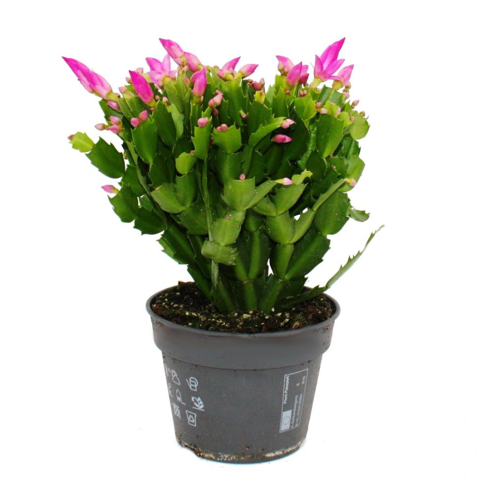 Grand cactus de Noël - Schlumbergera - XXL - pot 17cm - hauteur 25-35cm ...