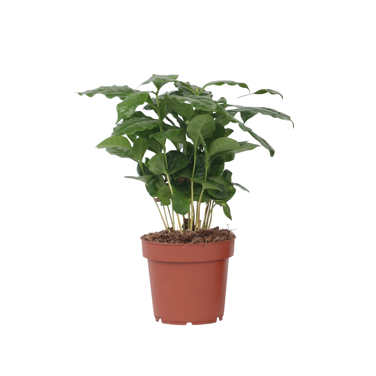 Plant in a Box - Pianta del caffè - Coffea arabica - Altezza 25-40cm ...