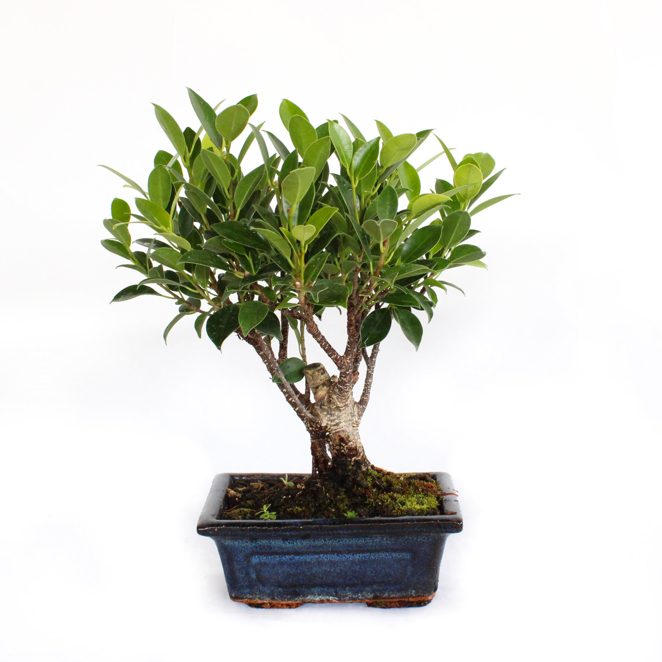 KENTIS - Bonsái Ficus Microcarpa - Bonsái Ficus Retusa - Plantas de ...