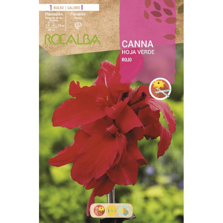 Bulbo Canna hoja verde Rojo 1 unidad | Leroy Merlin