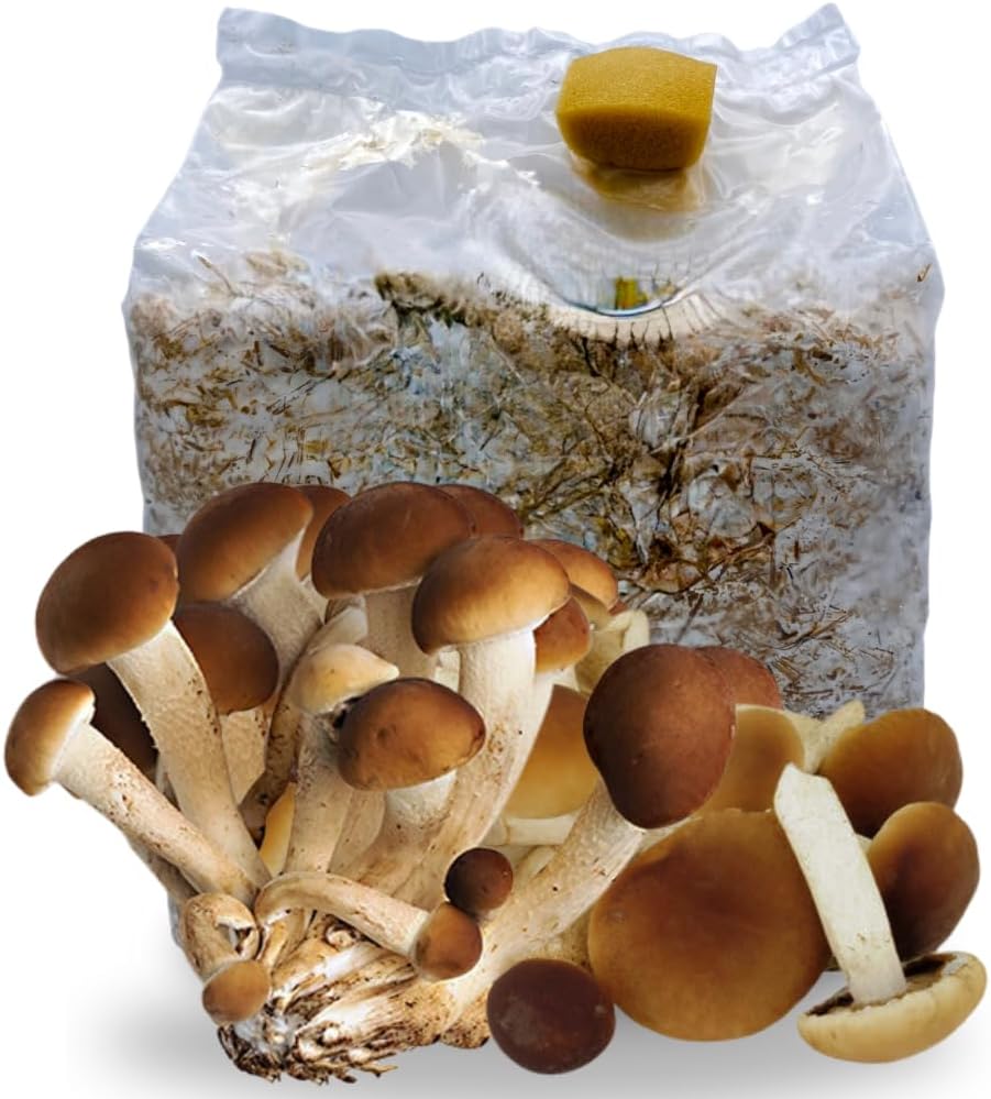 Acquaverde | 1 Kit Coltivazione Funghi Pioppini, Agrocybe aegerita ...