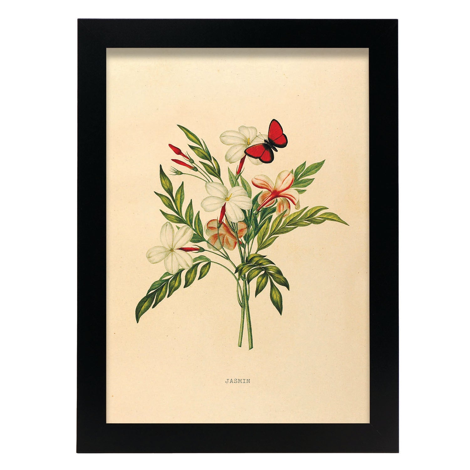 Affiche Nacnic De Jasmin Inspiré Par Florale Vintage Cadres Décoratifs ...