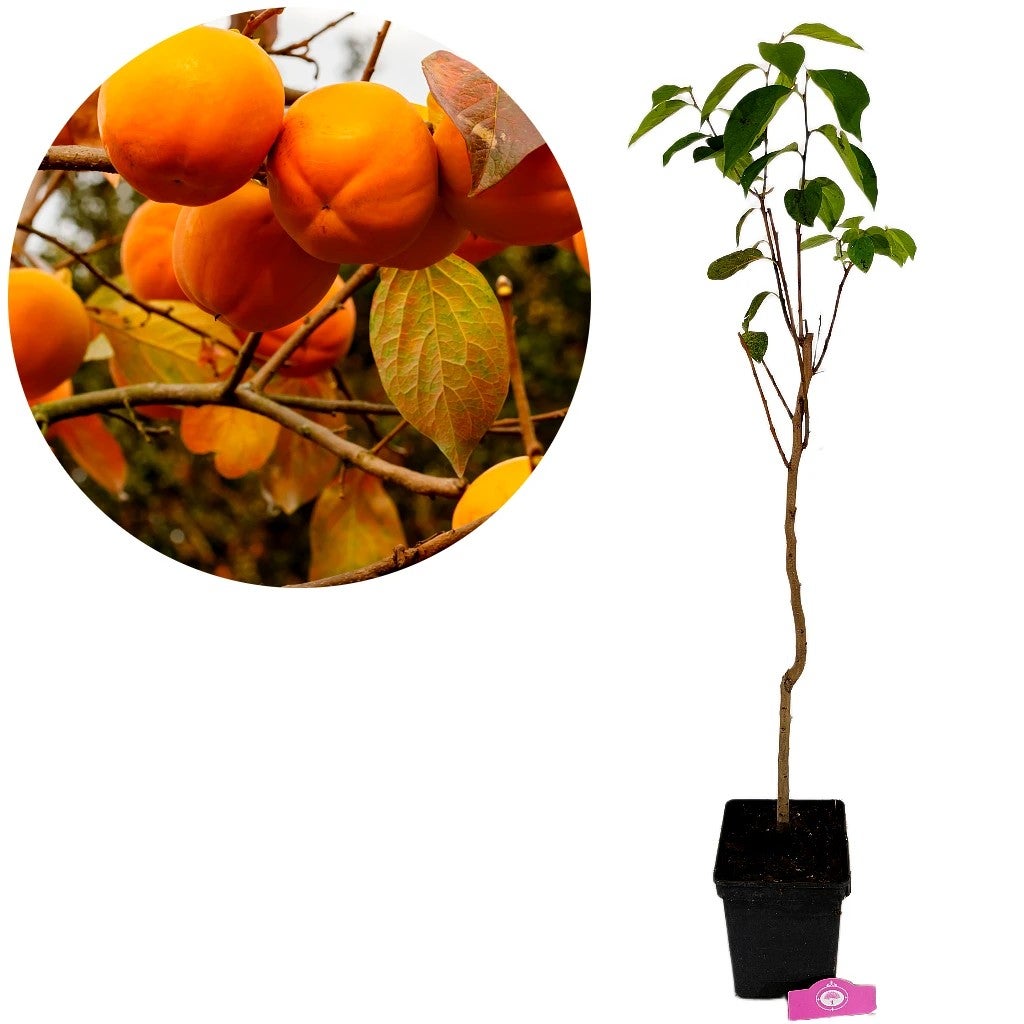 Diospyros kaki 'Tone Wase' + Pot 17cm | Leroy Merlin