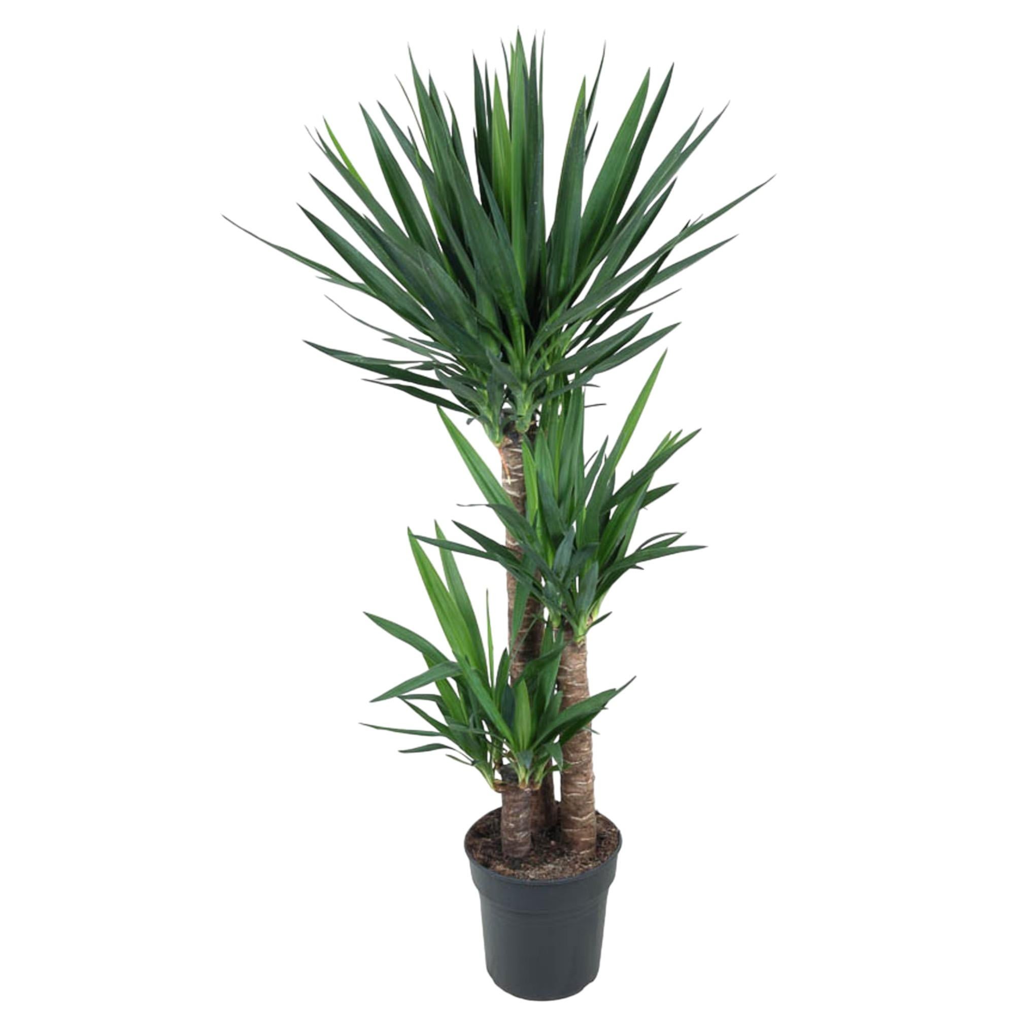 Plante Yucca Elephantipes – 140 cm – Ø24 cm– ComfortXL Green | Leroy Merlin