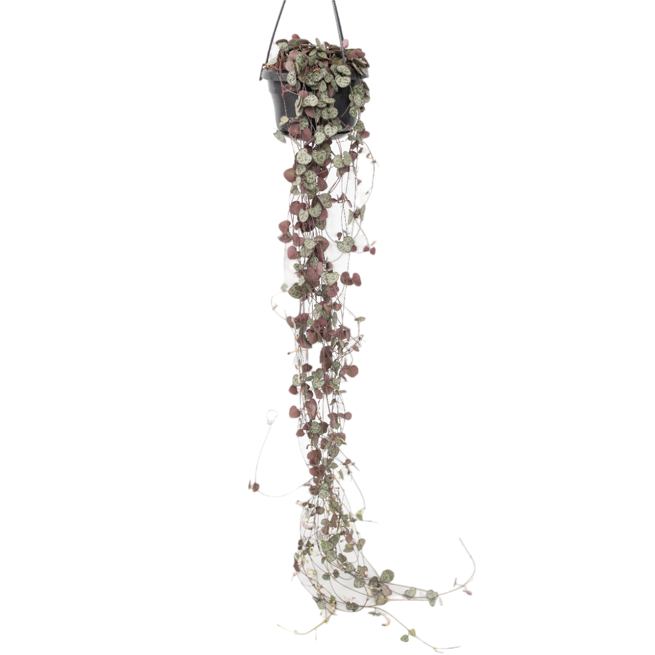 Rosario de corazones - Ceropegia linearis Woodii - Altura 20-30cm ...