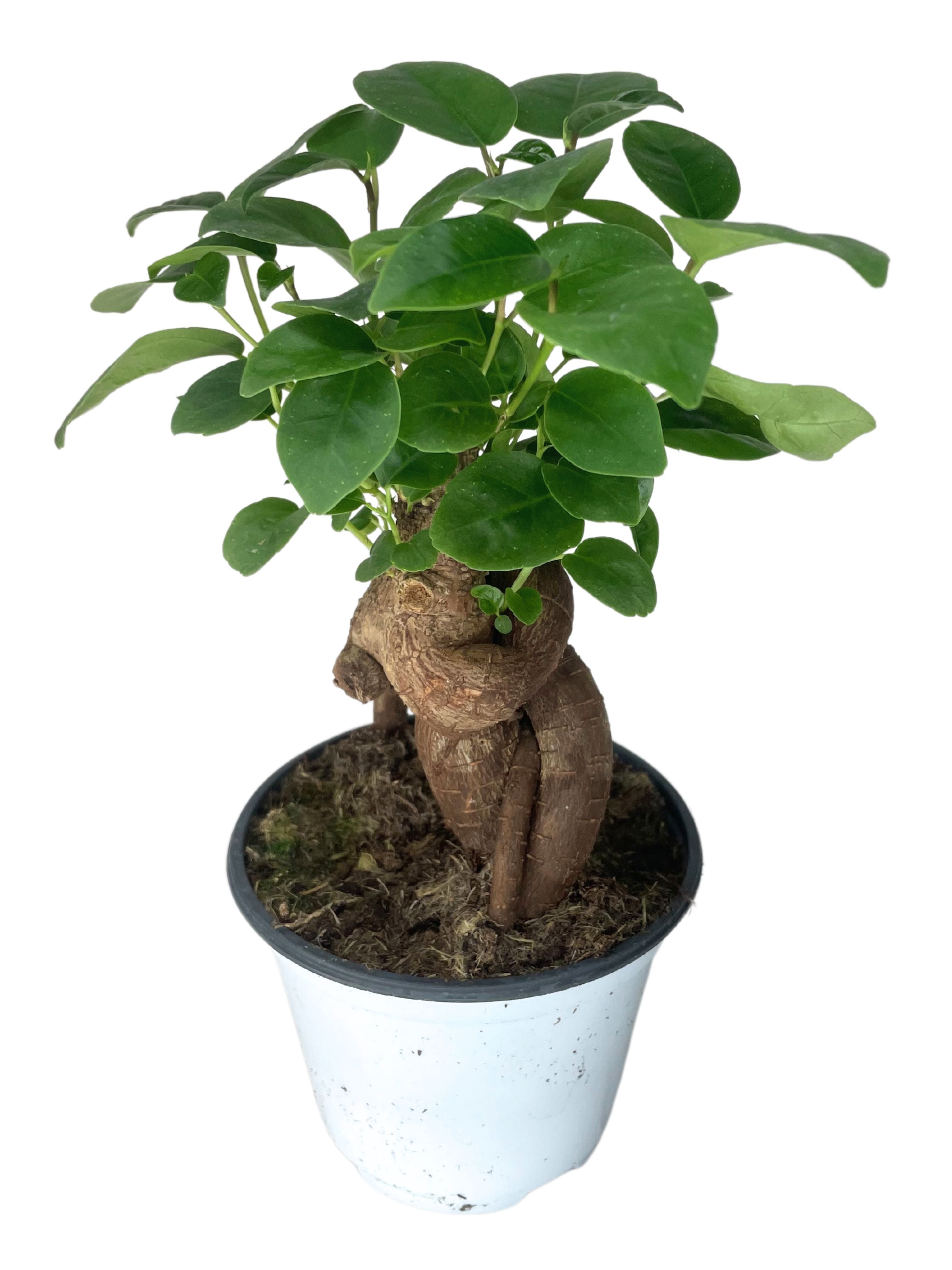 Bonsai Mini Ficus Ginseng - Altezza Pianta 25 cm, Vaso Diametro 11 cm ...