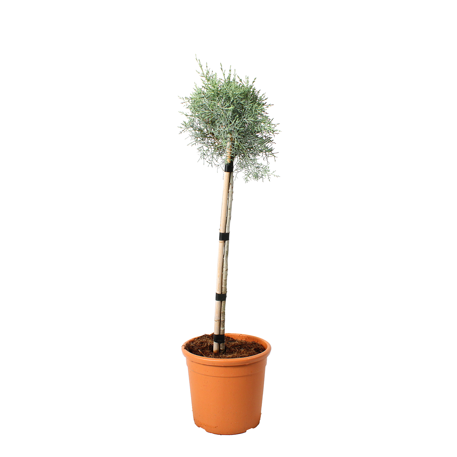 KENTIS - Cyprès bleu pompon - Cupressus arizonica fastigiata glauca ...