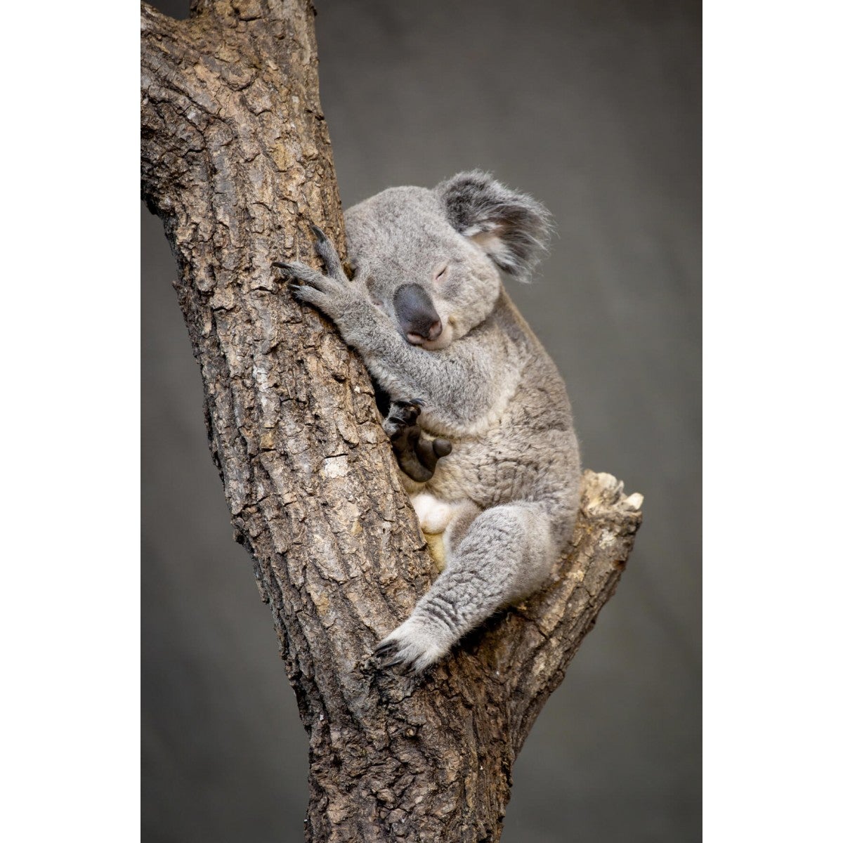 Tableau mural koala endormi | Leroy Merlin