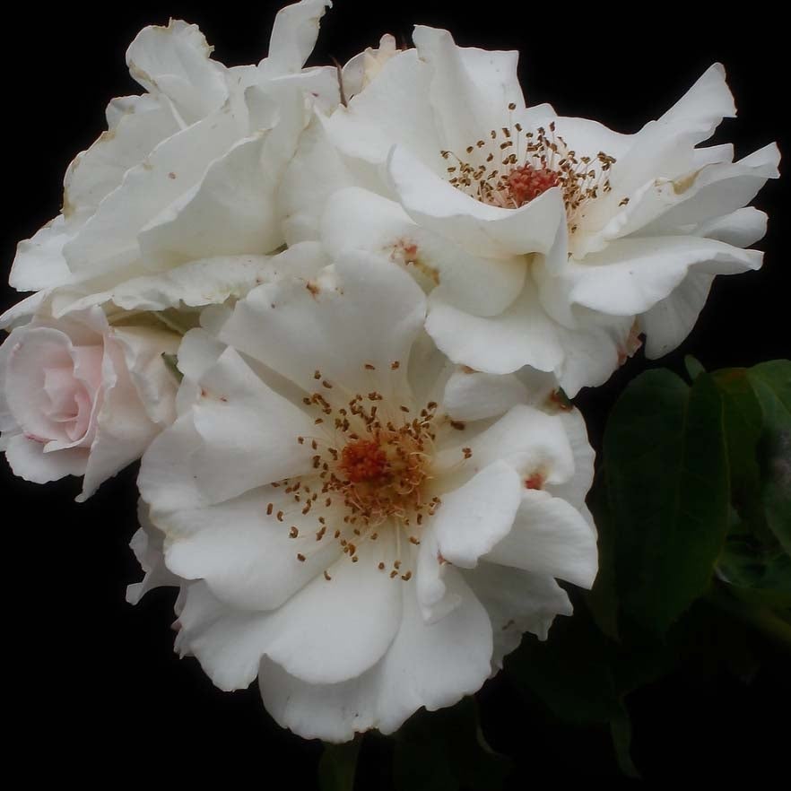 Rosier à massif 'Maria Mathilda' Pot de 3L/4L | Leroy Merlin