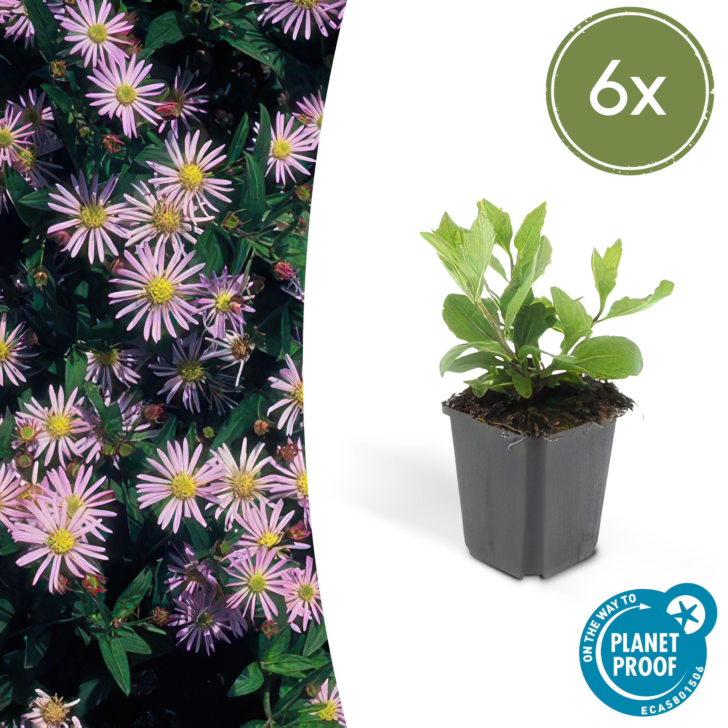 Aster ageratoides ‘Asran’ – 6 plantas Ø 9 cm, altura 10–25 cm → flor ...
