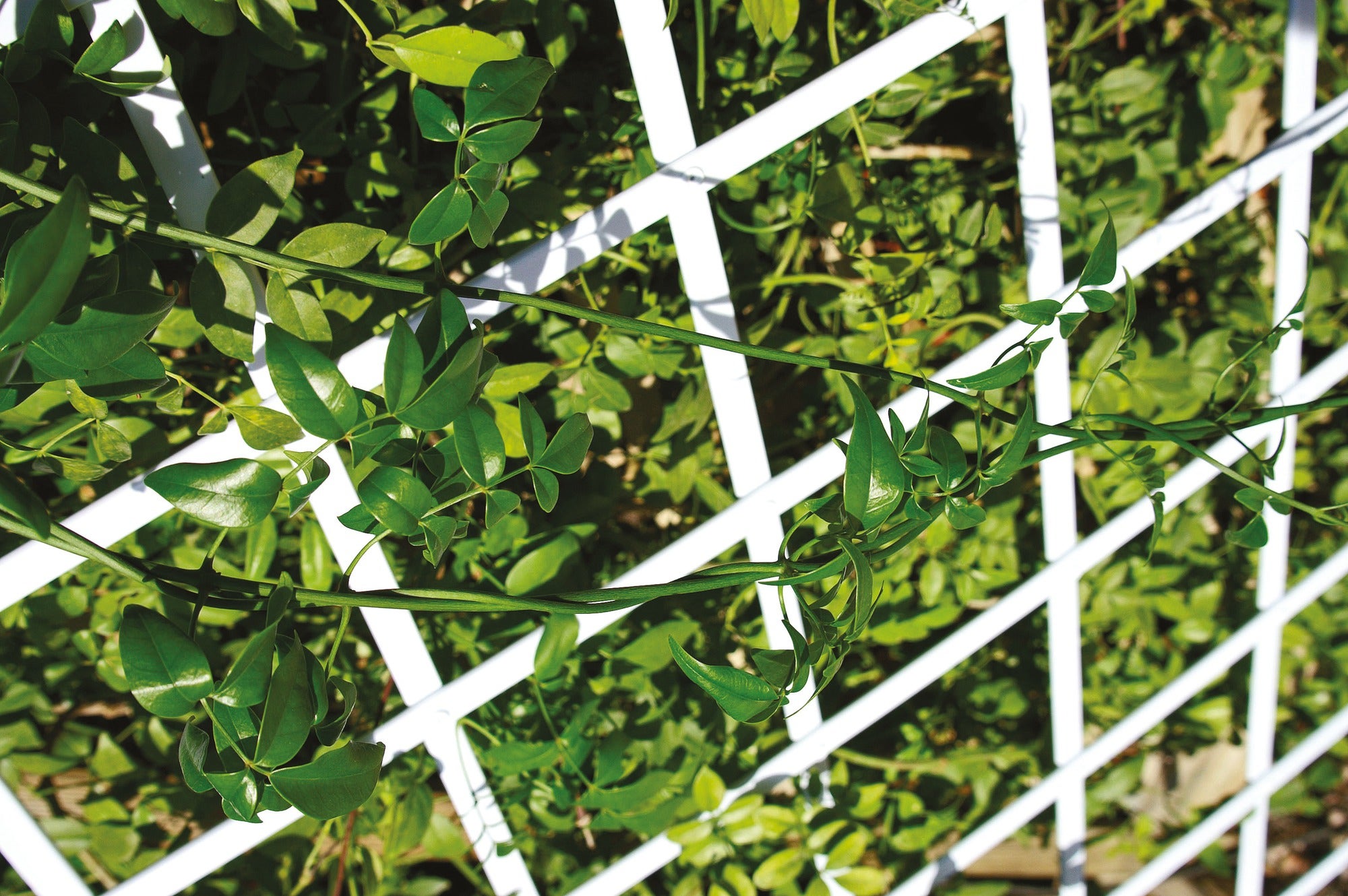 Treillis PVC extensible Catral - Blanc - Longueur 3 m - Hauteur 1 m ...