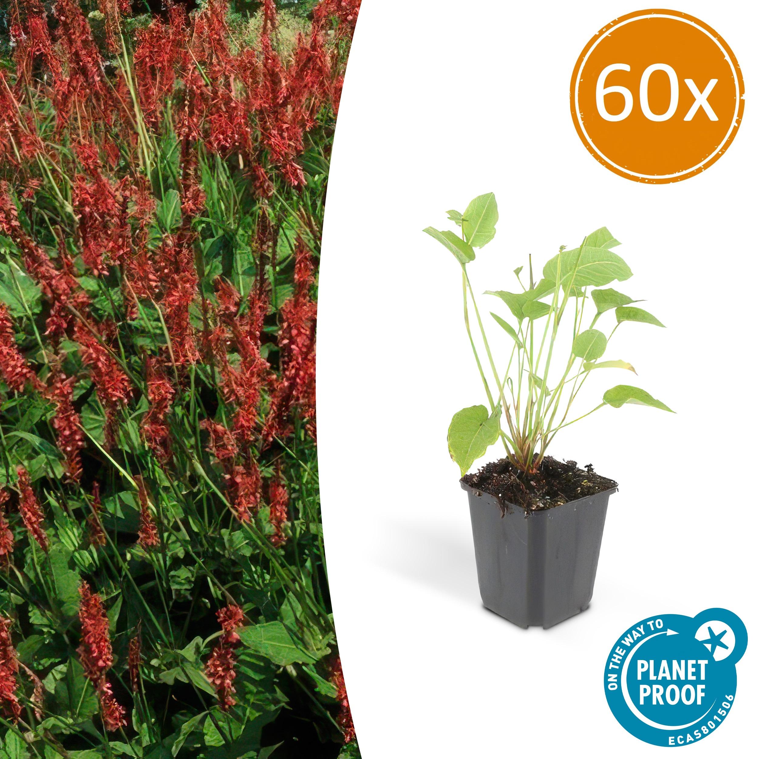 60x Persicaria amplexicaulis rouge – vivace rustique, floraison été ...