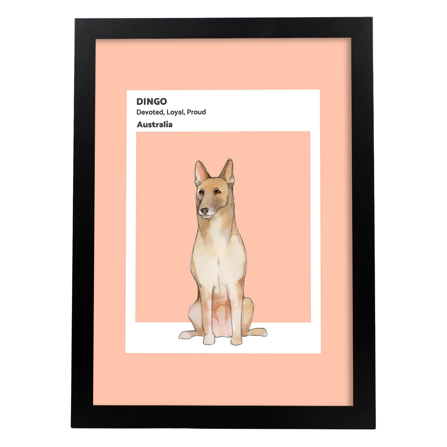 Lamina Di Dingo. Poster Con Illustrazioni Di Razze Di Cani In Toni ...