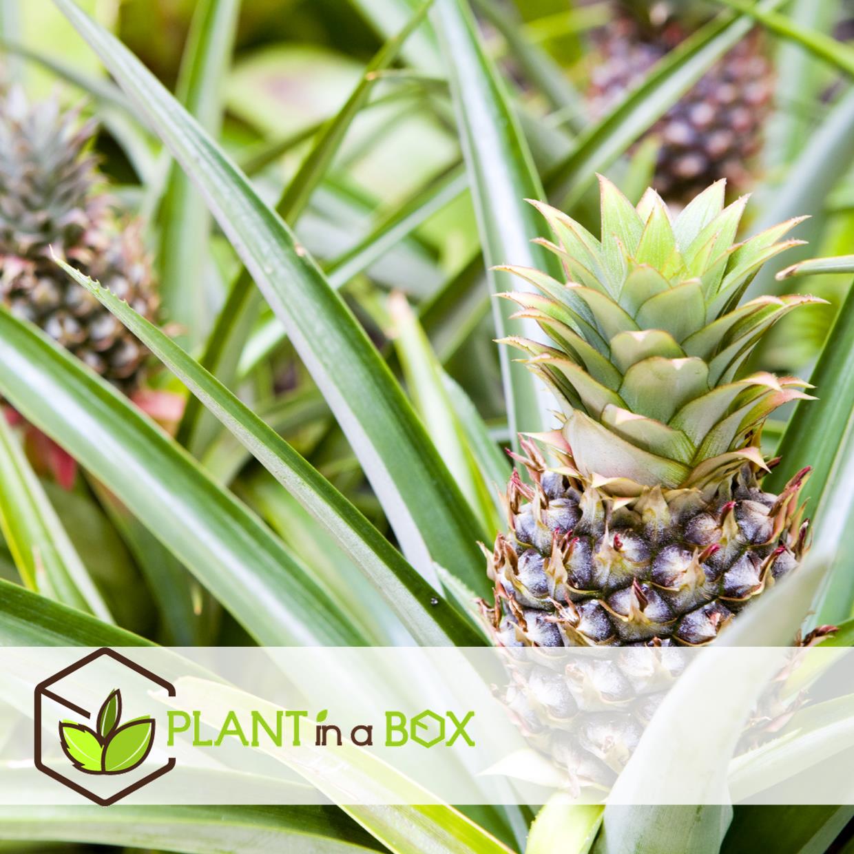 Plante tropicale - Ananas comosus - Hauteur 45-55cm - ⌀14cm | Leroy Merlin