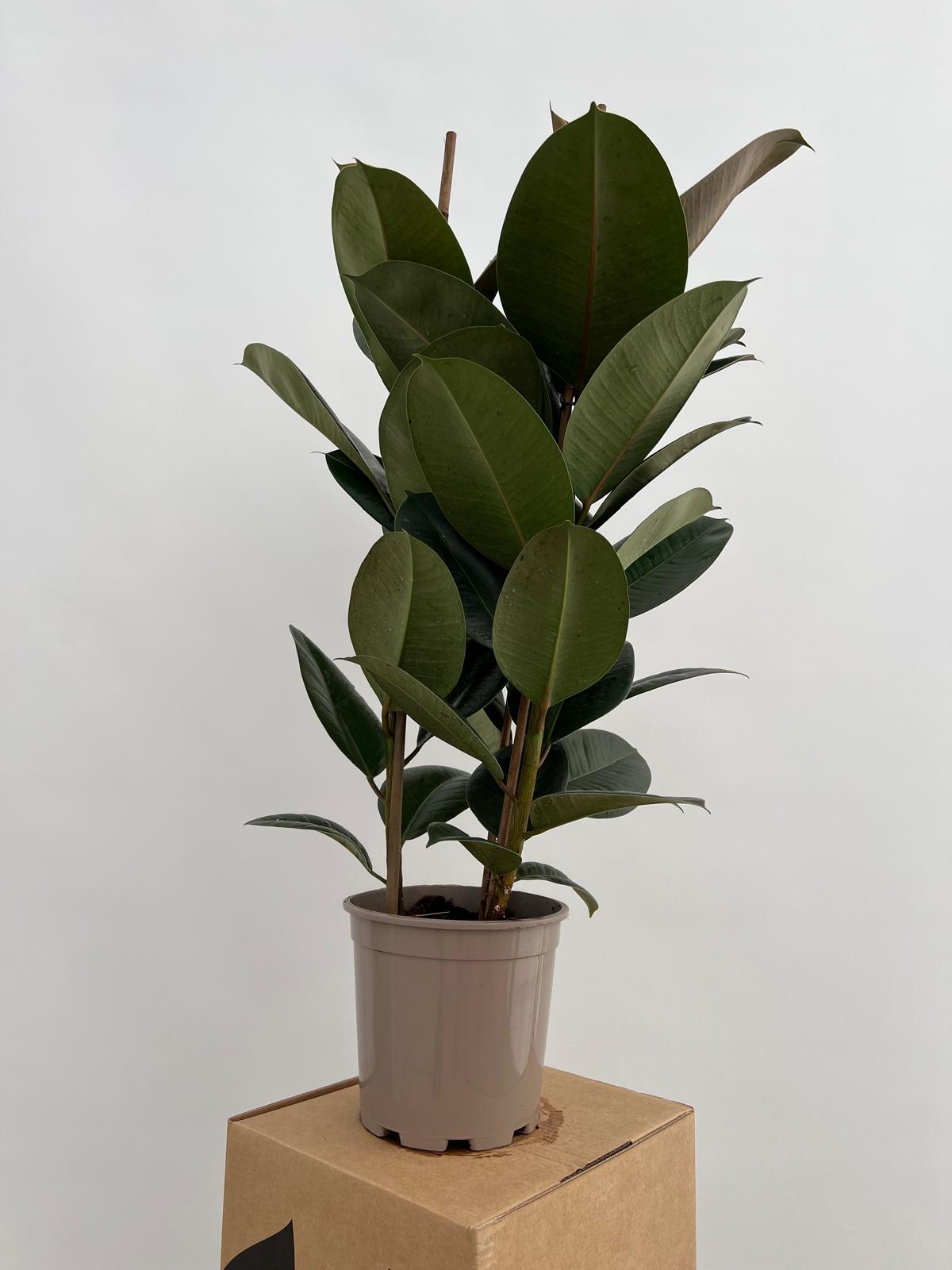 Ficus Robusta con caña (Tutor) de 85cm Planta Natural M20 Altura 75 ...