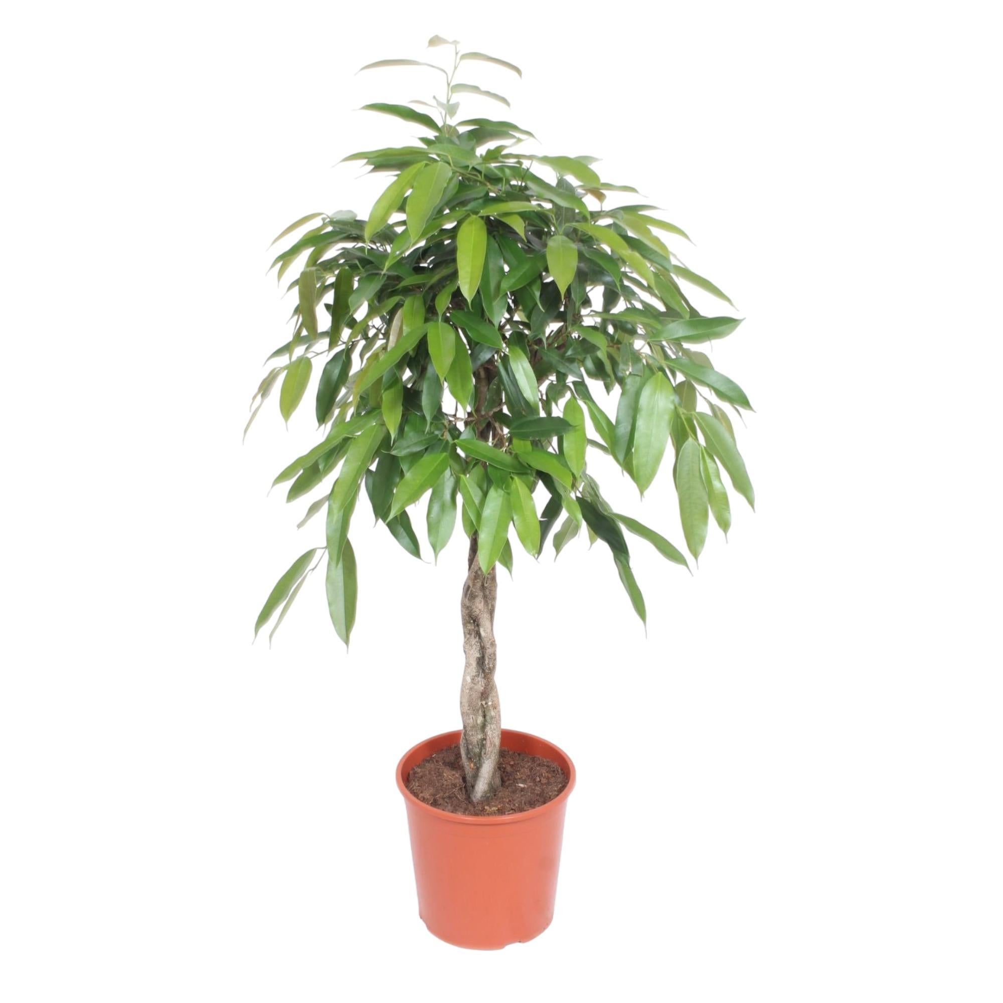 Ficus Amstel King - Tresse - 140 cm - ø30– ComfortXL Green | Leroy Merlin