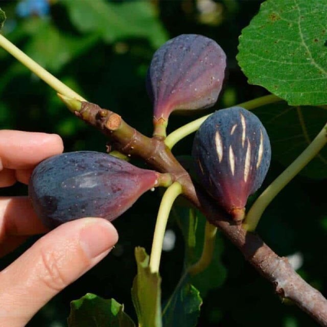 Figuier au meilleur prix | Leroy Merlin