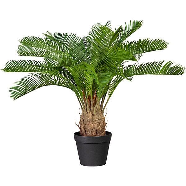 Kaiserkraft | Palma Cycas | altezza ca 600 mm | in vaso di plastica con ...