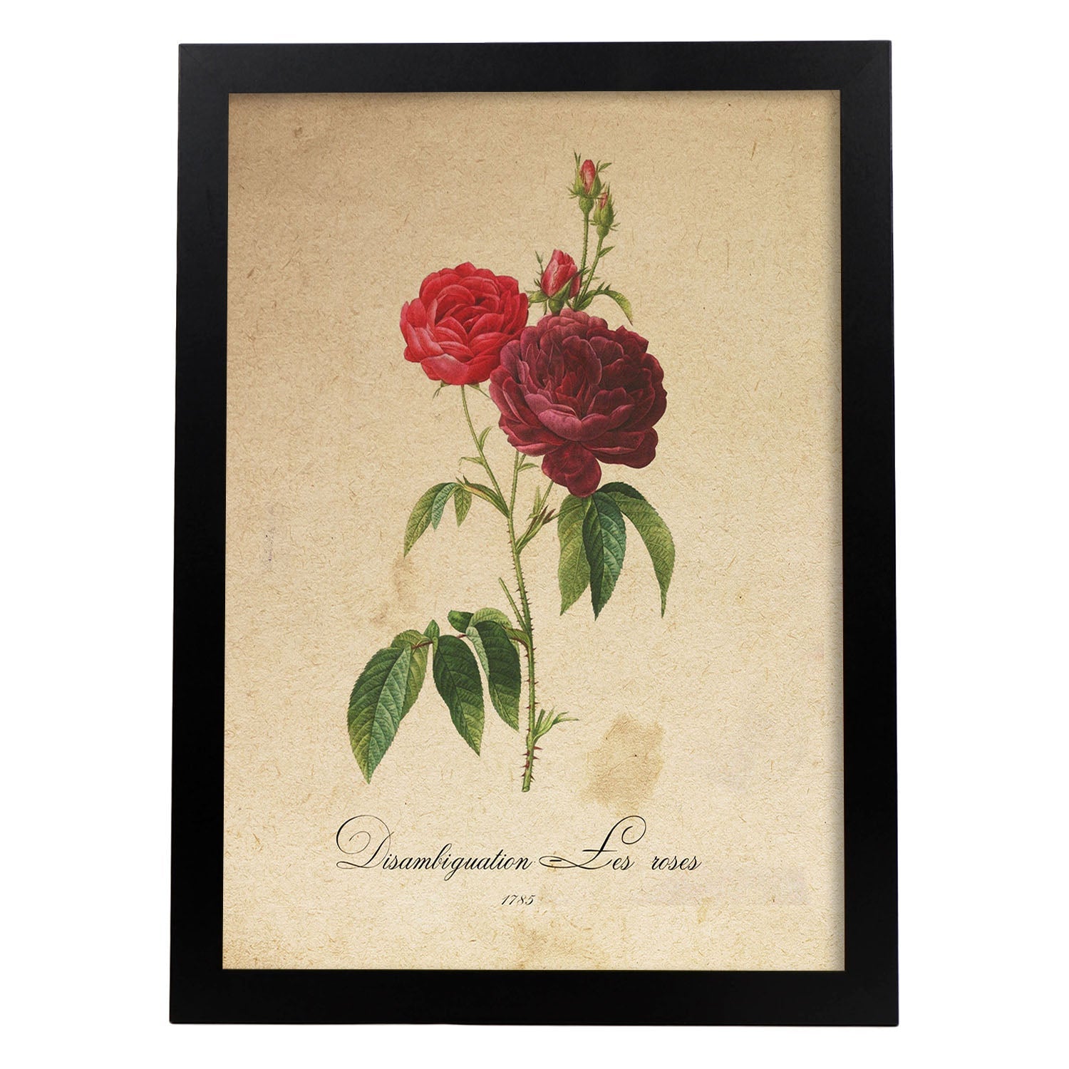 Affiche De Fleurs Vintage. Les Roses Lamina Avec Design Vintage. Cadre ...