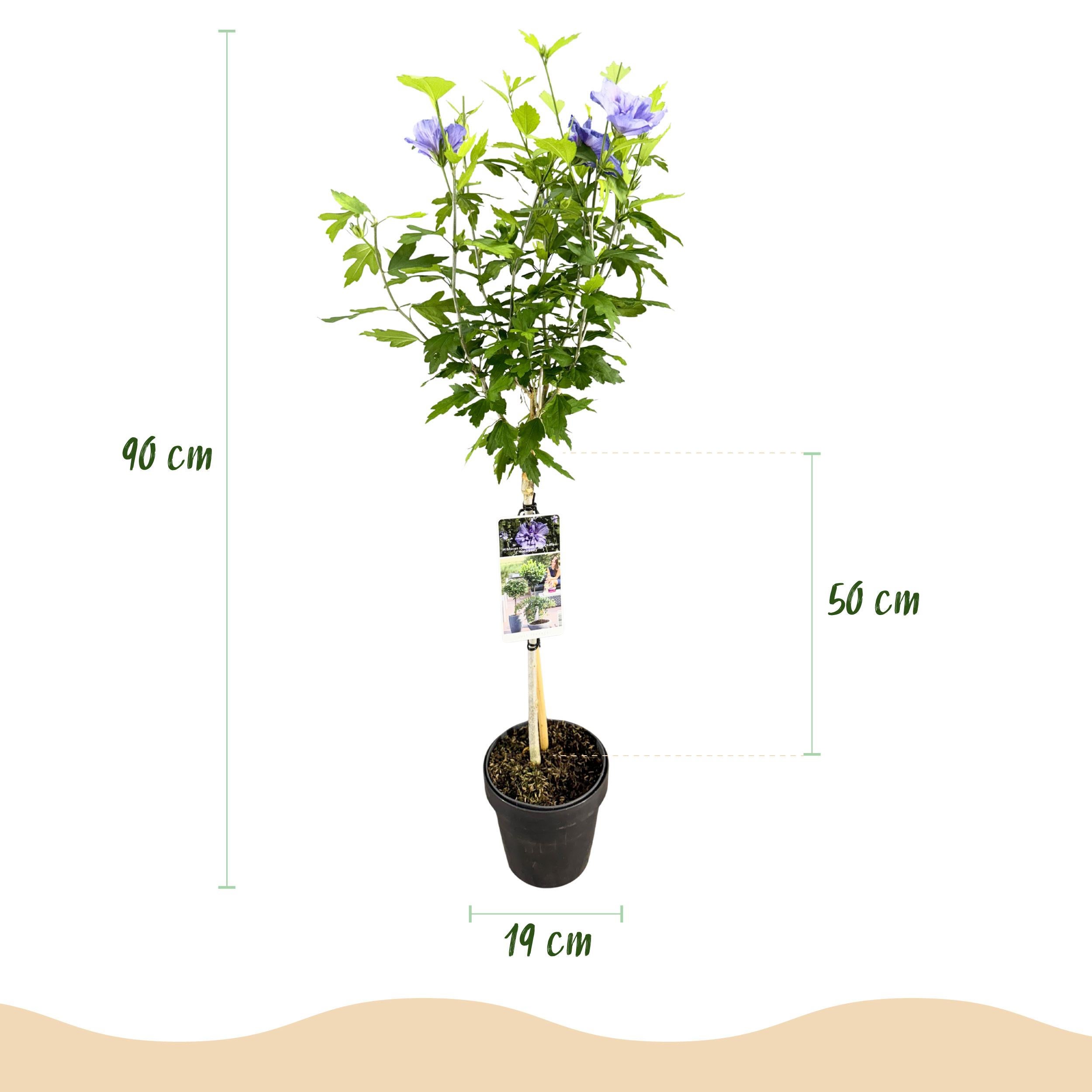 Green boutiQ – Hibiscus syriacus Blue Chiffon® 90 cm – Planta tronco ...