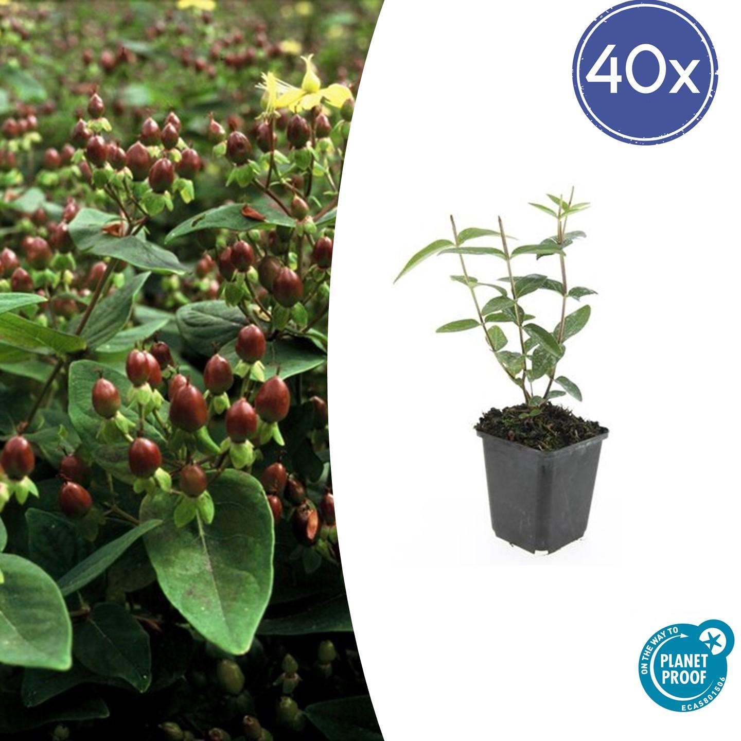 40x Hypericum inodorum 'Rheingold' Ø9cm – Arbuste bas à feuillage doré ...
