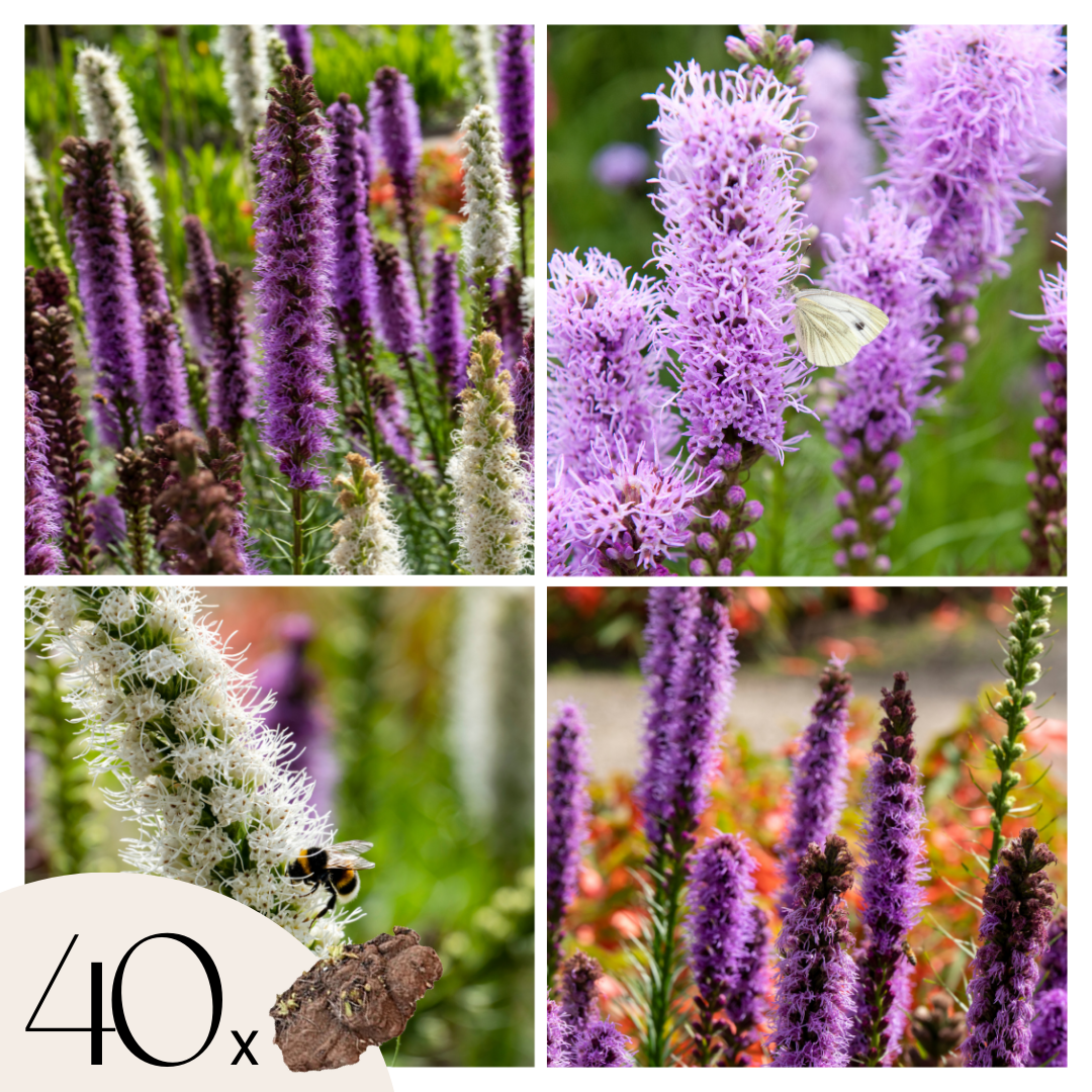 Liatris spicata - Set de 40 - Liatris - Rhizomes - Violet | Leroy Merlin