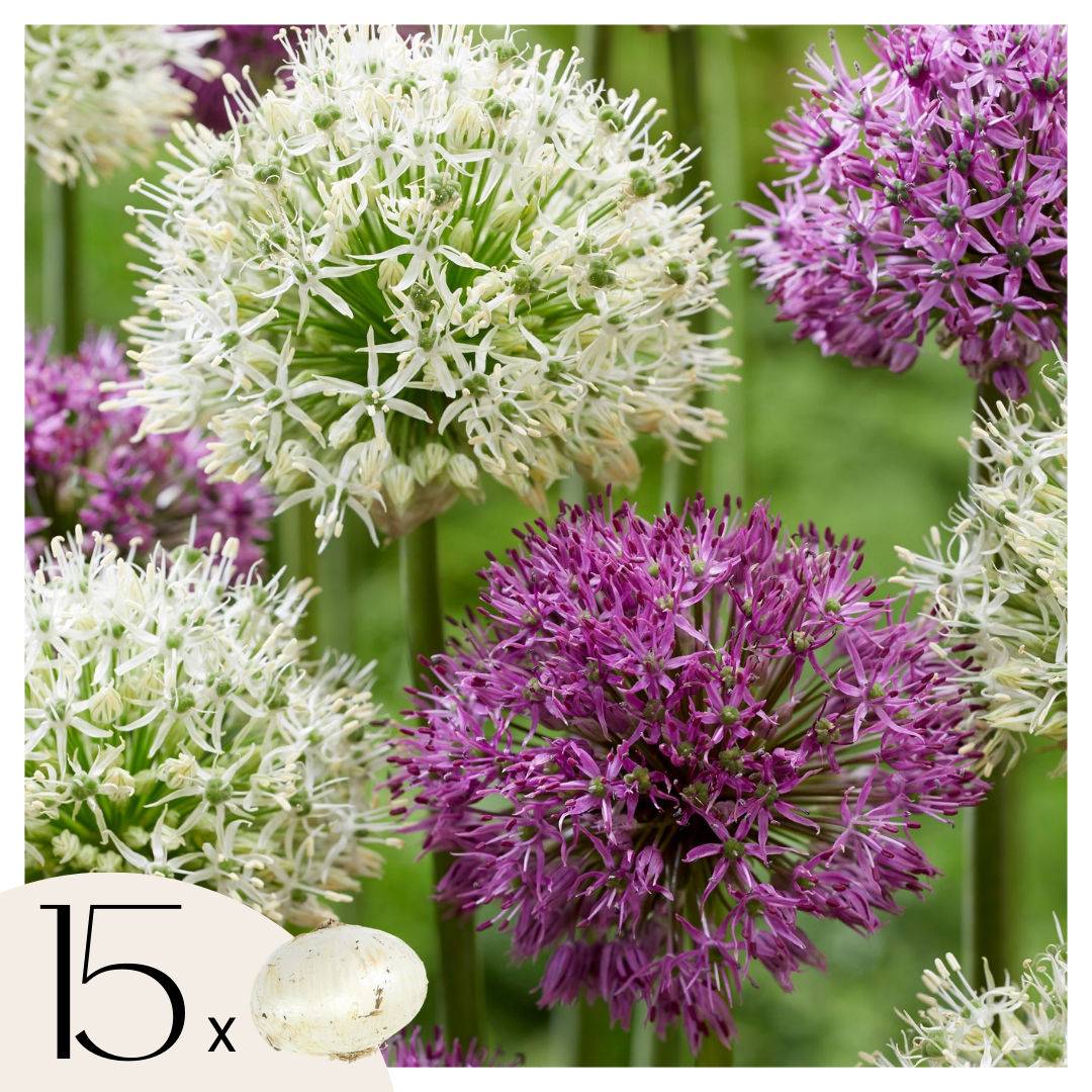 Ail - Set de 15 - Allium 'Purple, 'White' - Bulbes à fleurs - Violet ...