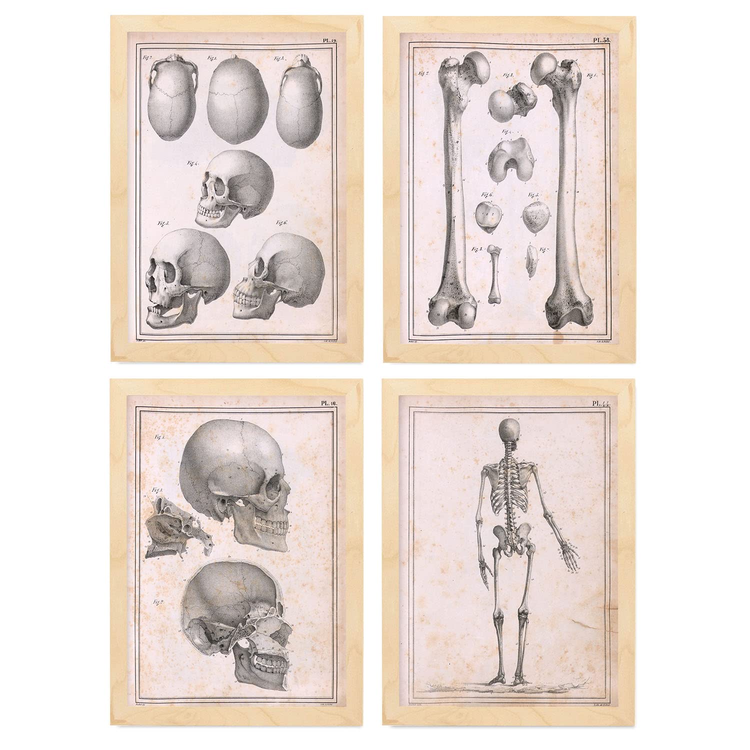Nacnic Set De 4 Pósters De Anatomía Humana Esqueleto Y Cráneo ...