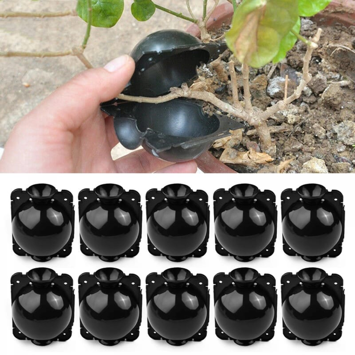 10 boules d'enracinement pour plantes - Boîte de greffe de jardin ...