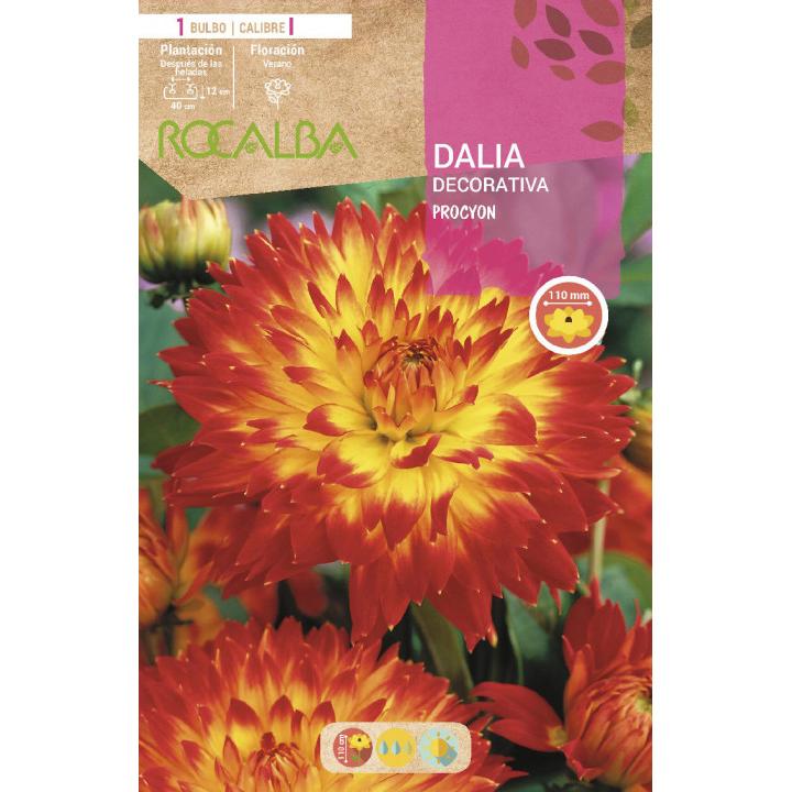 Bulbo Dalia decorativa Procyon 1 unidad | Leroy Merlin