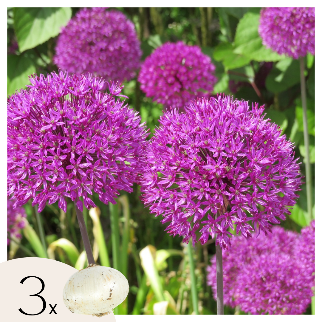 Ail - Set de 3 - Allium 'Millenium' - Bulbes à fleurs - Violet | Leroy ...