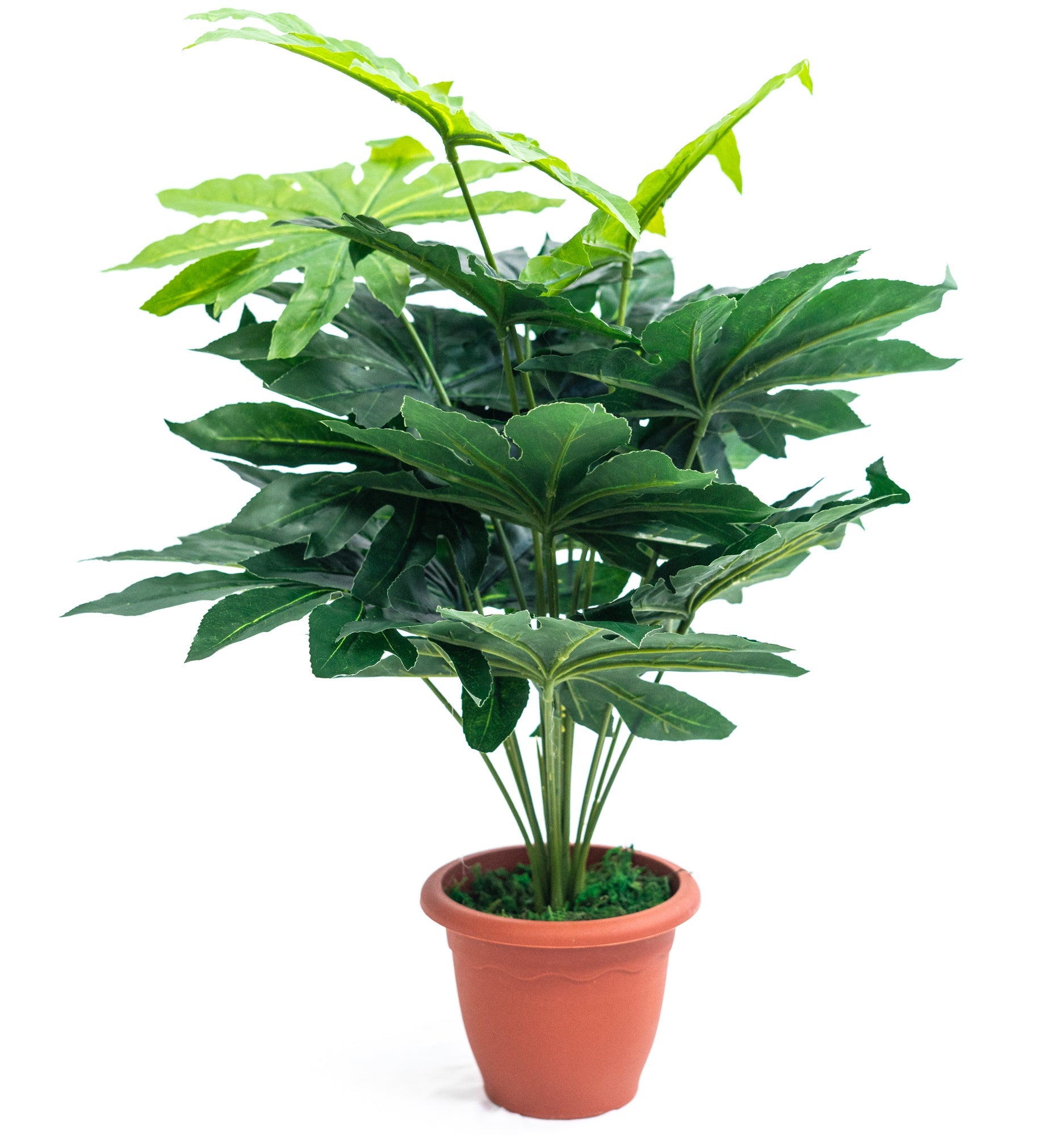 Tecnokit Plantas Artificiales de Interior Aralia 70 cm Plantas Artificiales de Exterior Palmeras ...