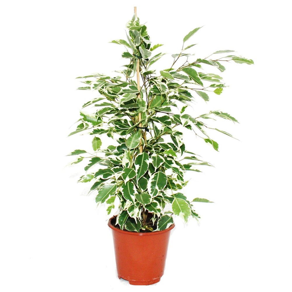 Ficus benjamini "Twilight", betulla fico 14cm | Leroy Merlin
