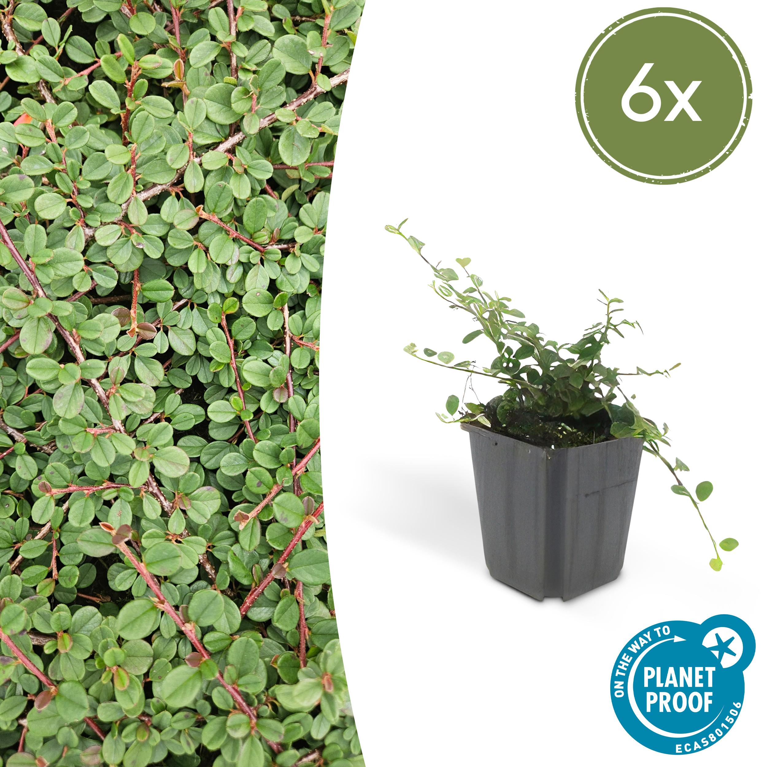 6x Cotoneaster prostratus ‘Queen of Carpets’ – Couvre-sol persistant Ø9 ...