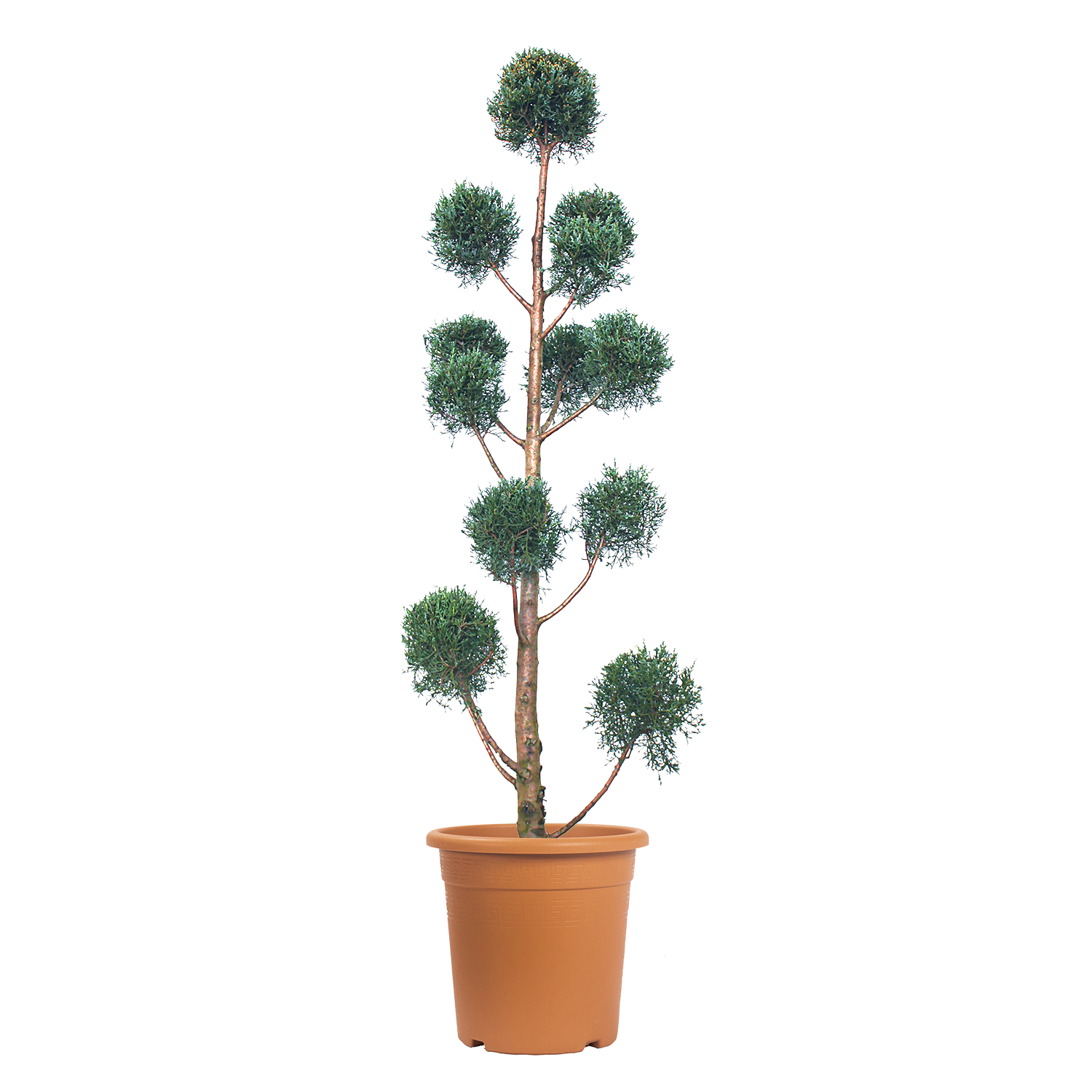 KENTIS - Cyprès bleu pompon - Cupressus arizonica fastigiata glauca ...