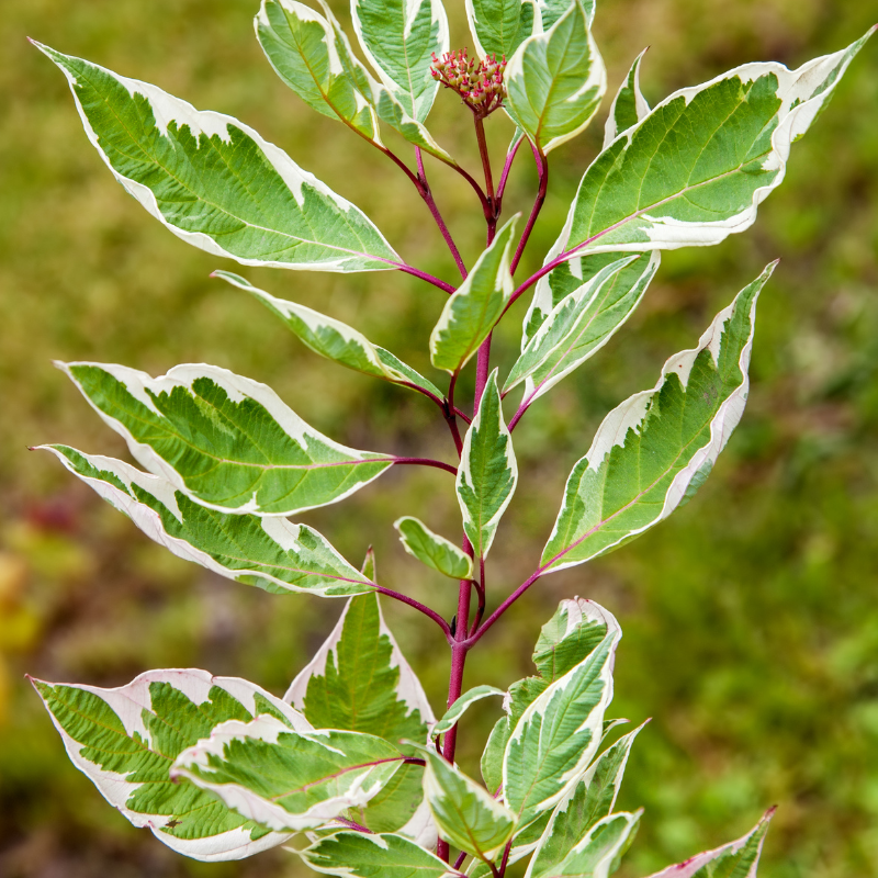 Cornouiller blanc miracle - Cornus alba miracle 60/80 cm Pot 3L | Leroy ...