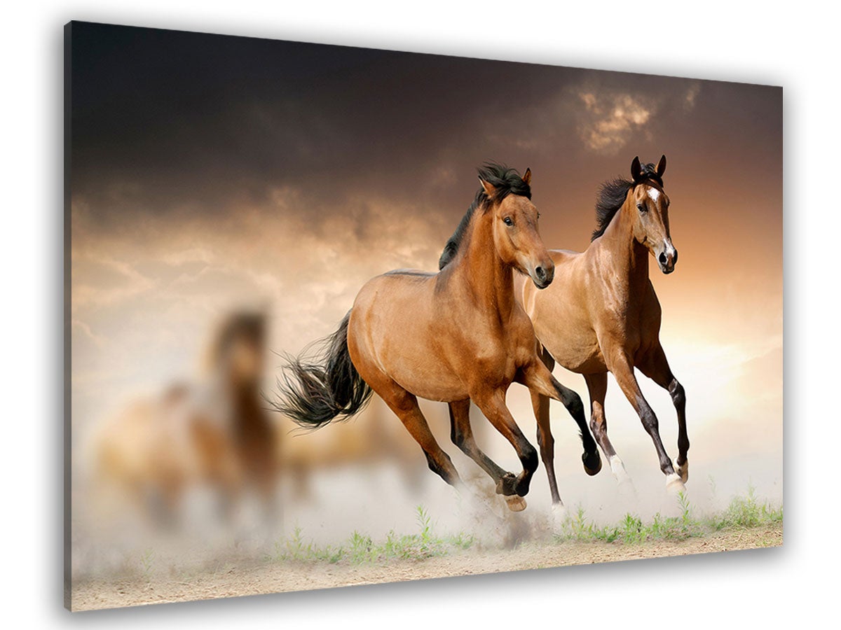 Quadro foto cavalli a tutto galoppo - 80x50 cm | Leroy Merlin