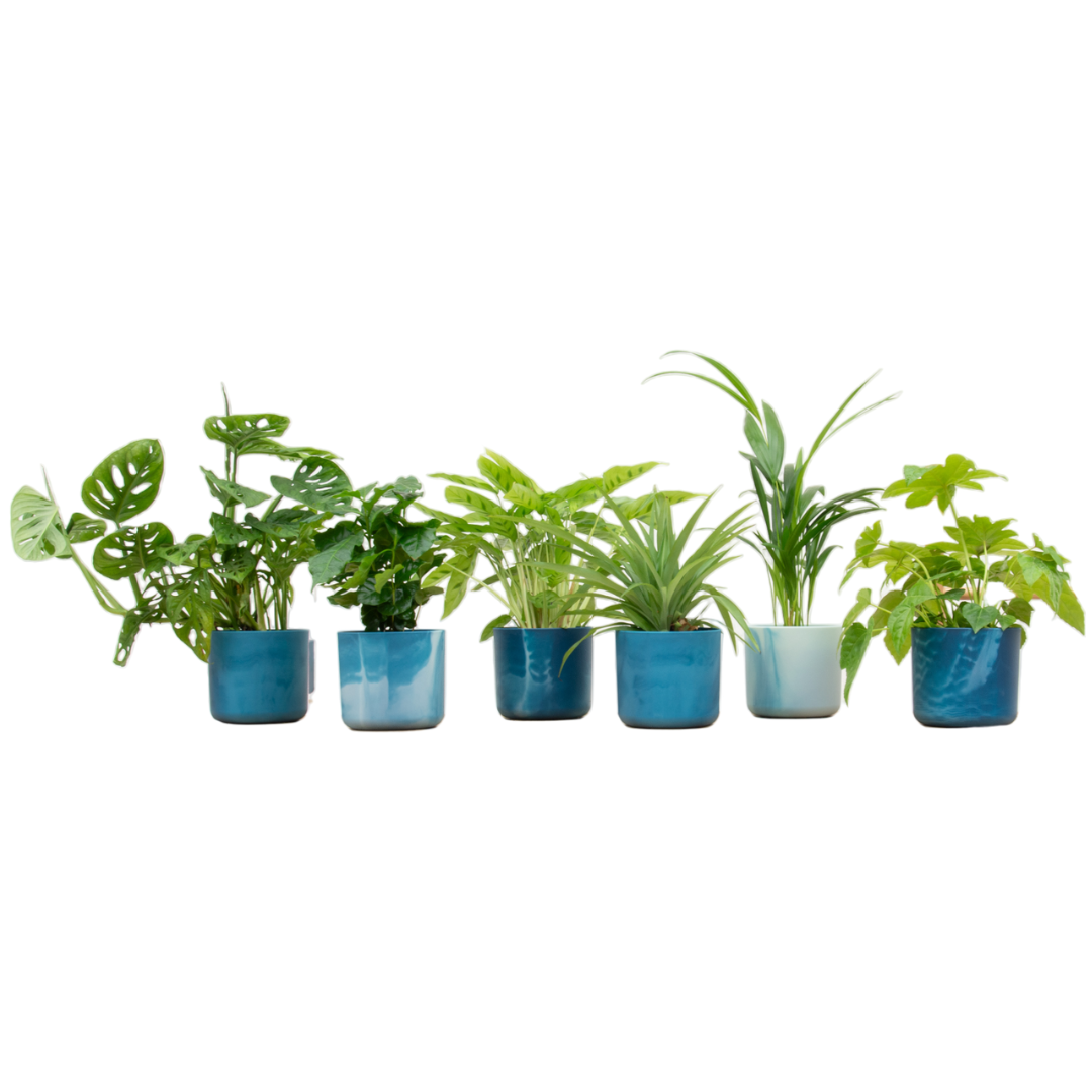 Caja sorpresa – 6 plantas – Cachepot Ocean azul atlántico – Ø14 cm ...
