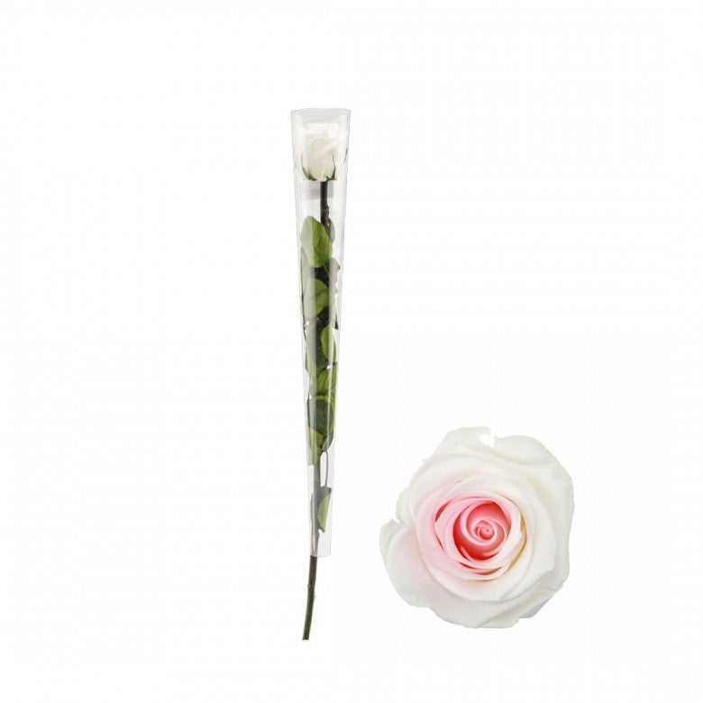 Roses stabilisées Rose/Blanc (Lot de 5) | Leroy Merlin