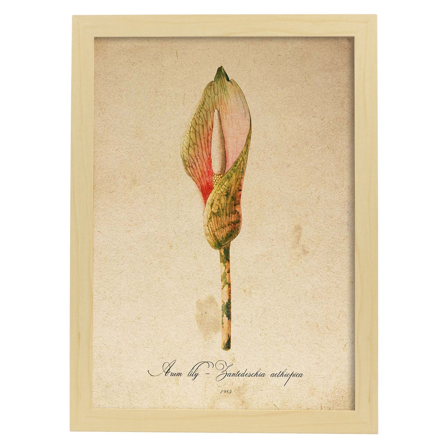 Affiche De Fleurs Vintage. Arum Lily Lamina Avec Design Vintage. Cadre ...