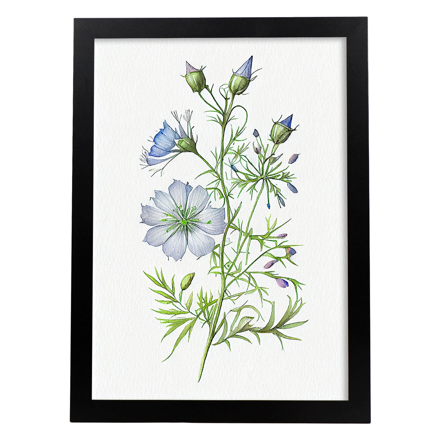 Amore Poster In Stile Acquerello Fiore Pianta Botanica Sfondo Bianco ...