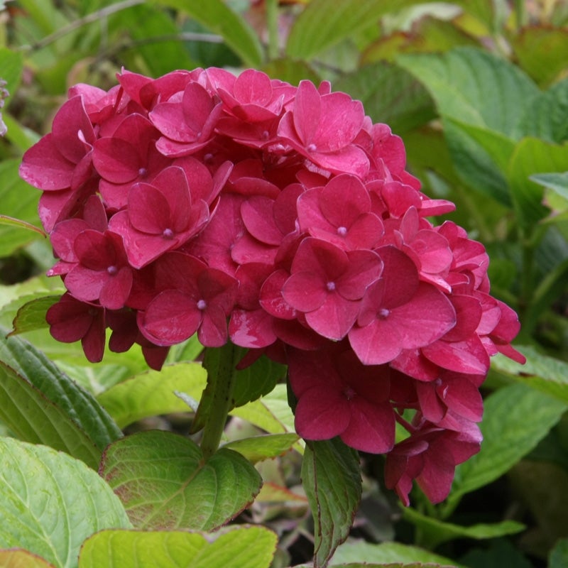 Hortensia 'Hovaria Hobergine' Pot de 4L/5L | Leroy Merlin