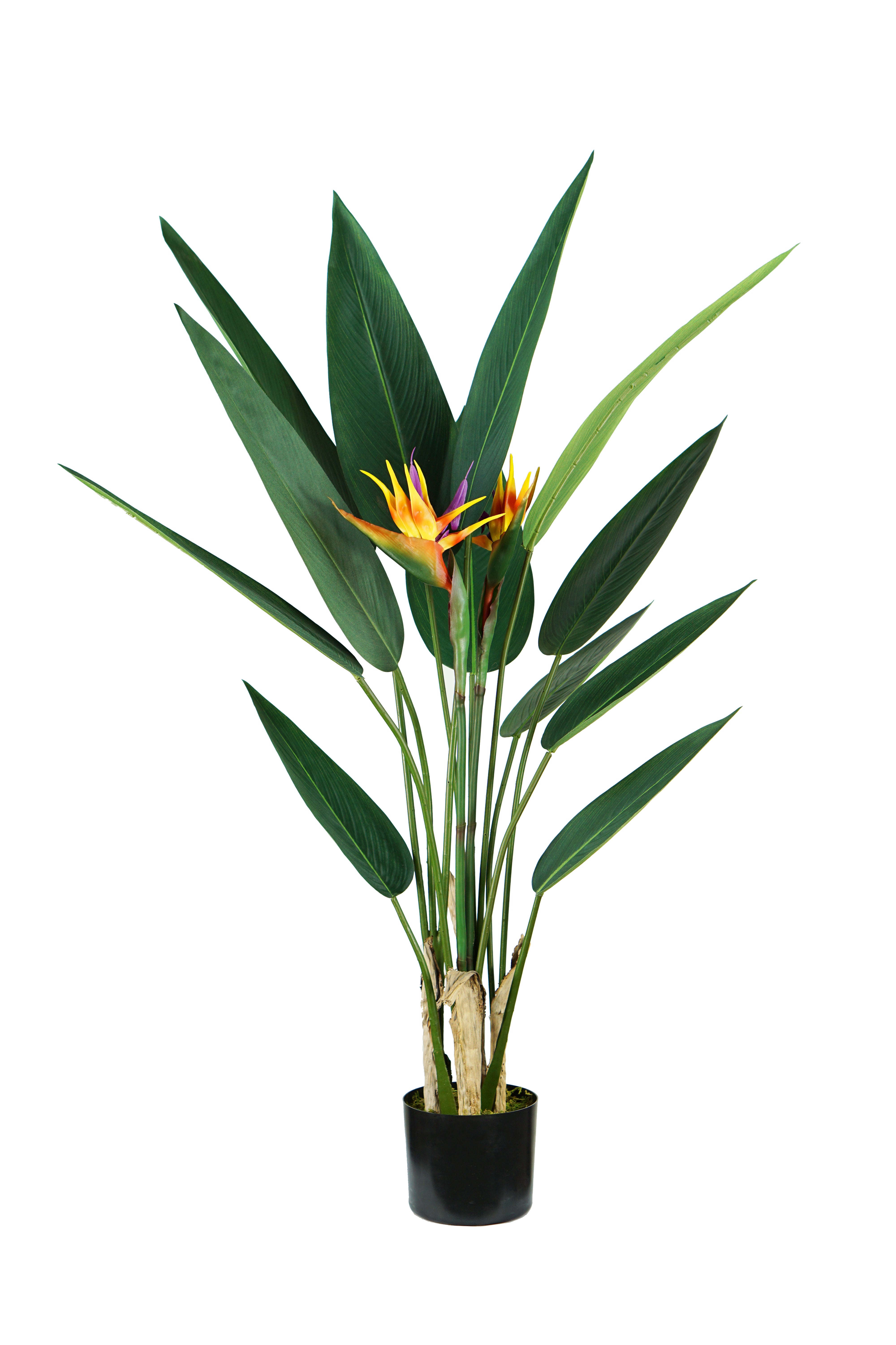 King Home STRELITZIA planta H. 120 cm 12 HOJAS + 2 FLORES completa con ...